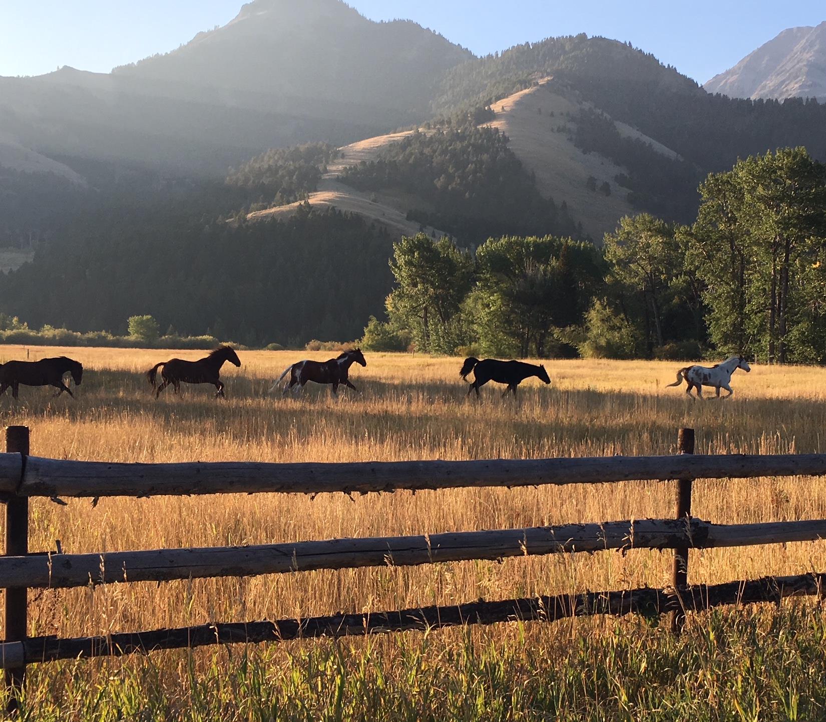 Before you head to the ranch - Tina Sprinkle